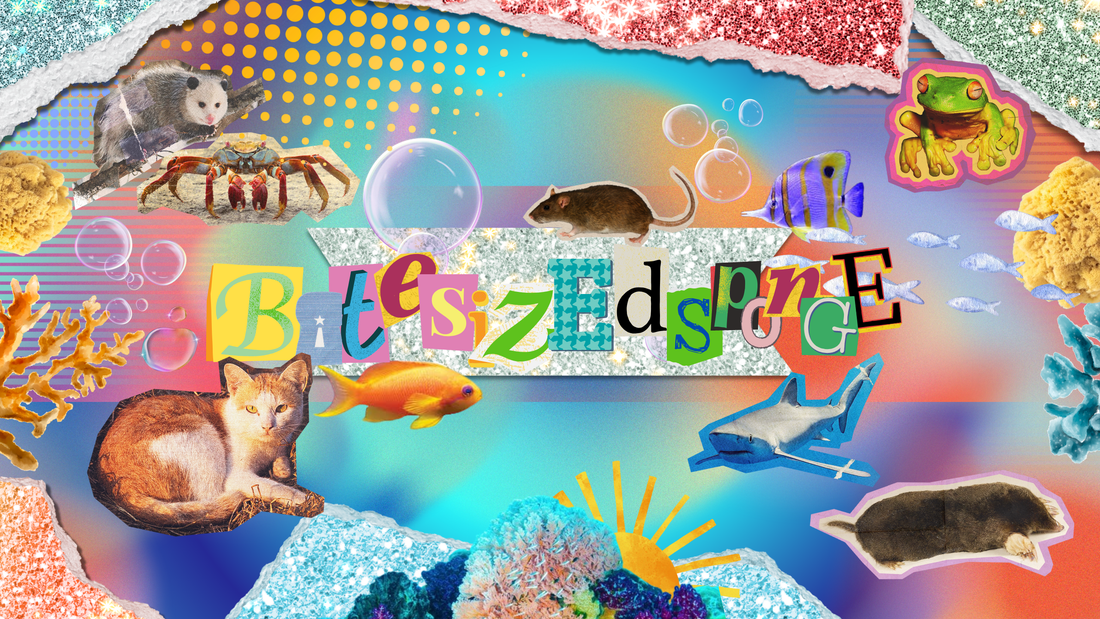 Bitesizedsponge